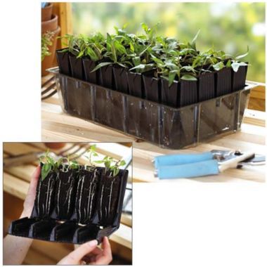 Deep Root Trainers | Lakeland