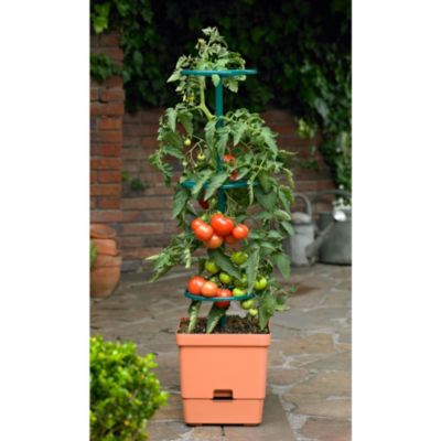 Tomato Tower | Lakeland