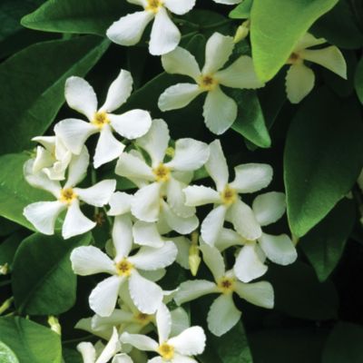 Thompson & Morgan Tuscan Jasmine | Lakeland