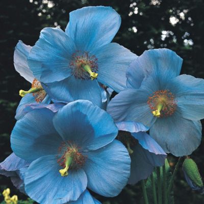 Thompson & Morgan Himalayan Blue Poppy | Lakeland