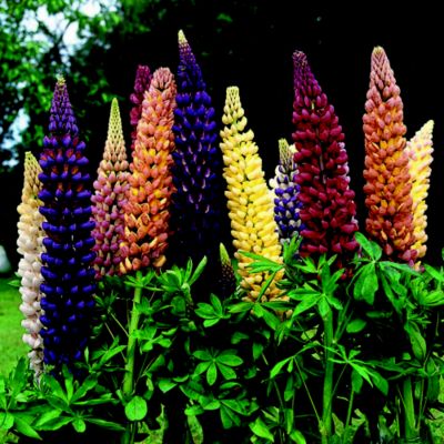 Thompson & Morgan Perennial Designer Collection | Lakeland