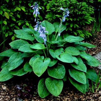 Thompson & Morgan Perennial Designer Collection | Lakeland