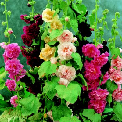 Thompson & Morgan Perennial Designer Collection | Lakeland