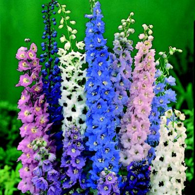 Thompson & Morgan Perennial Designer Collection | Lakeland