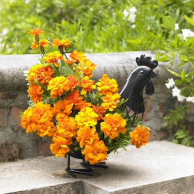 Chicken Planter | Lakeland