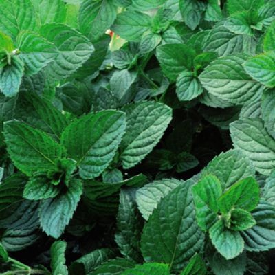 Suttons Herb Duo | Lakeland