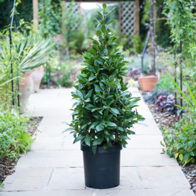 Thompson and Morgan Topiary Pyramid Bay Tree | Lakeland
