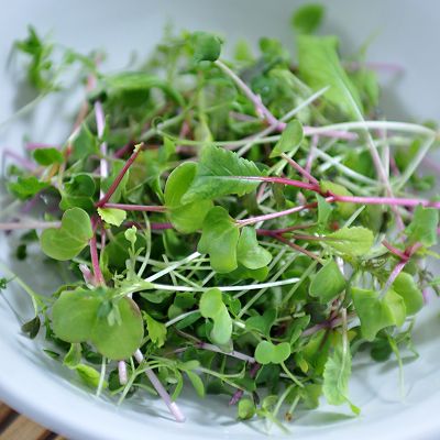 Johnsons MicroGreens Gourmet Garnish Seeds | Lakeland